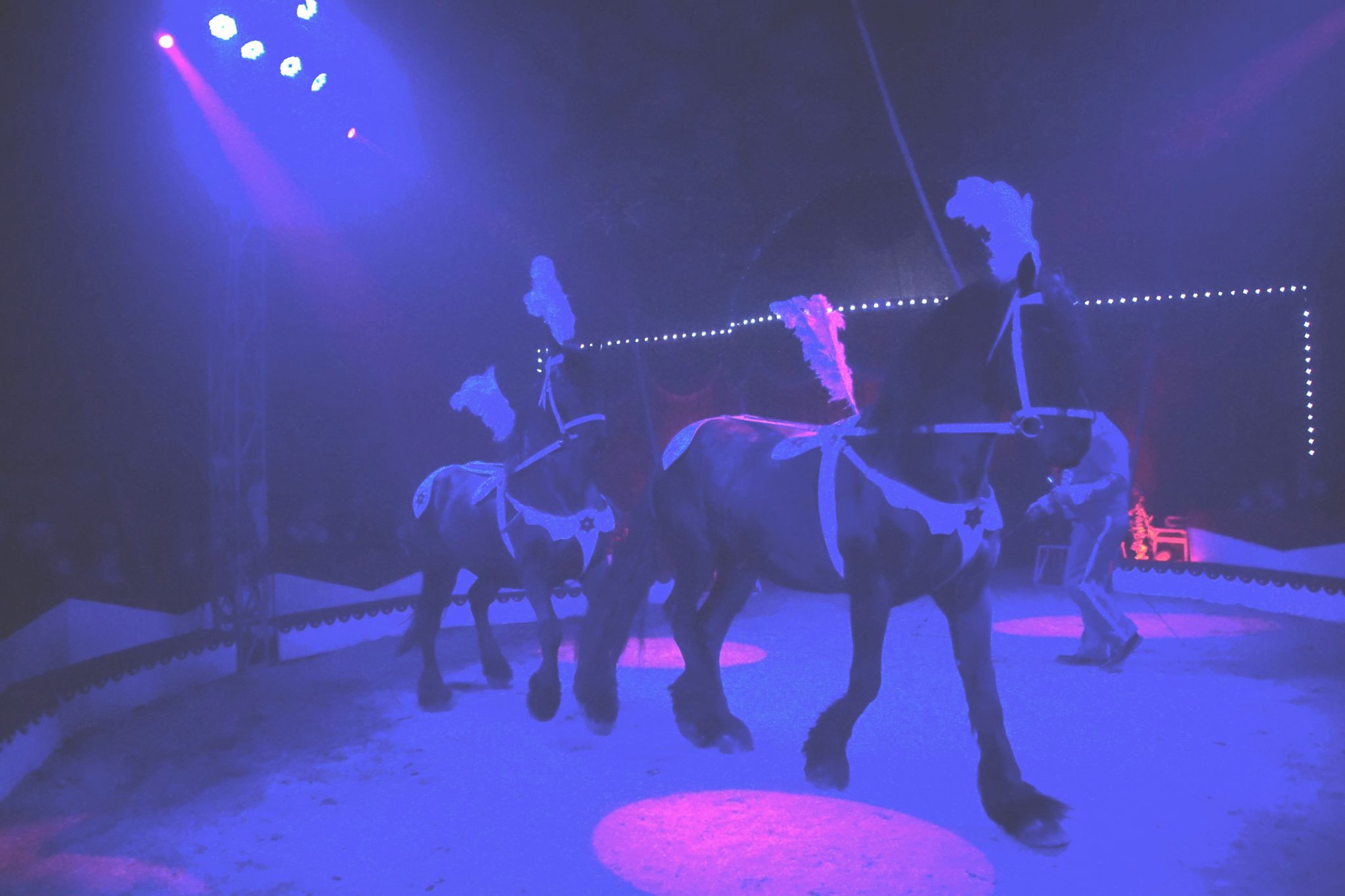 Neue Startseite – CIRCUS FLORIDA