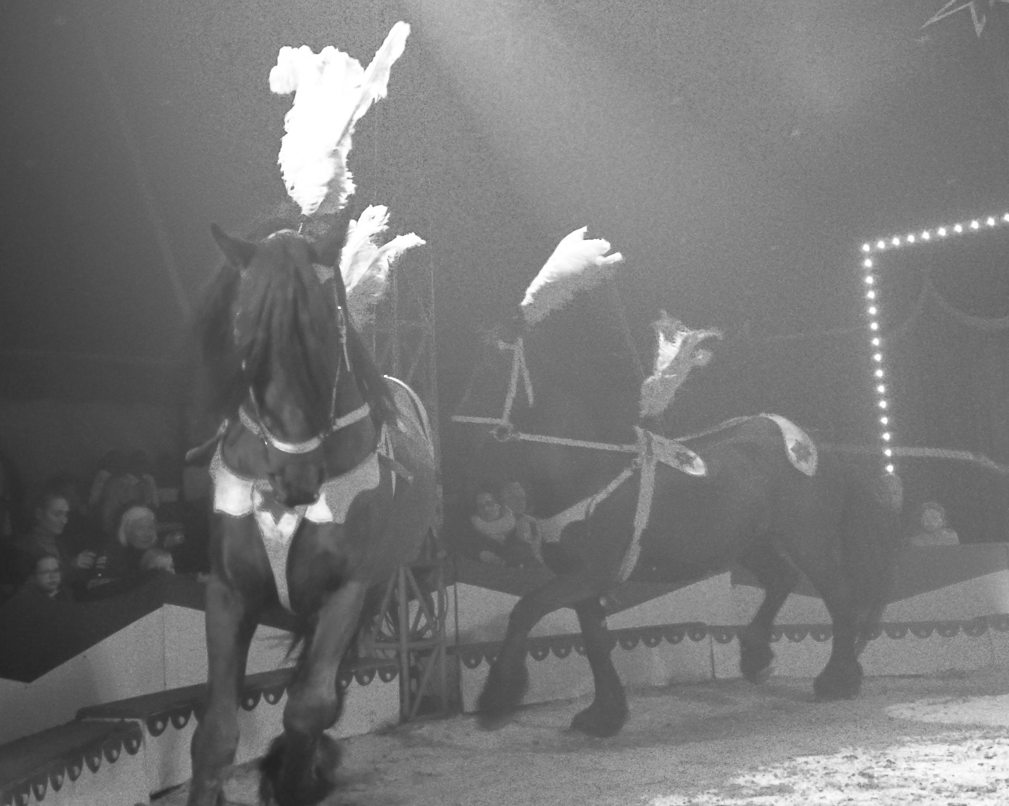 Neue Startseite – CIRCUS FLORIDA