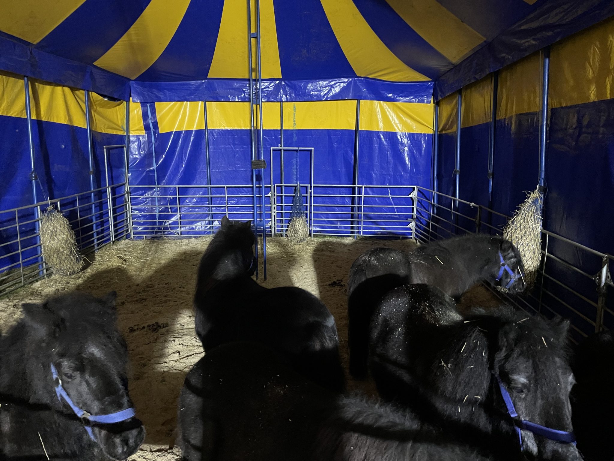 Neue Startseite – CIRCUS FLORIDA