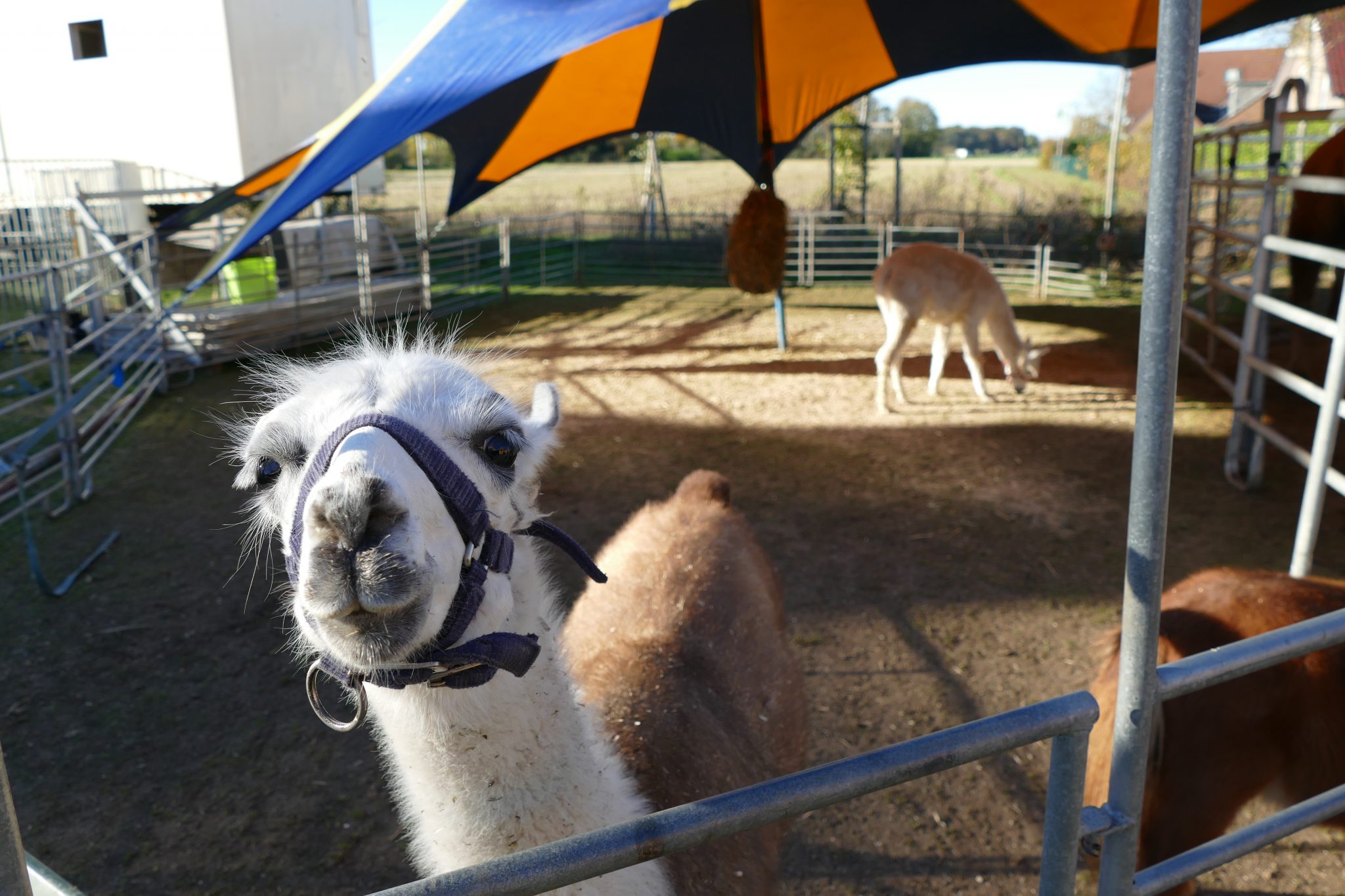 Neue Startseite – CIRCUS FLORIDA